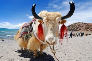 The Majestic Creatures of Tibet: Discover the Wildlife of the Himalayan ...