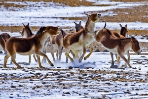 The Majestic Creatures of Tibet: Discover the Wildlife of the Himalayan ...