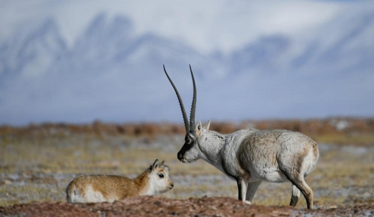 Chiru (Tibetan Antelope) Guide - When & Where to See Them
